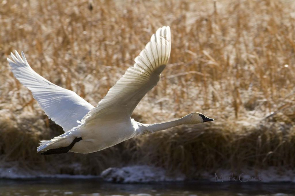 Snow Goose Or Trumpeter Swan? - SweetwaterNOW