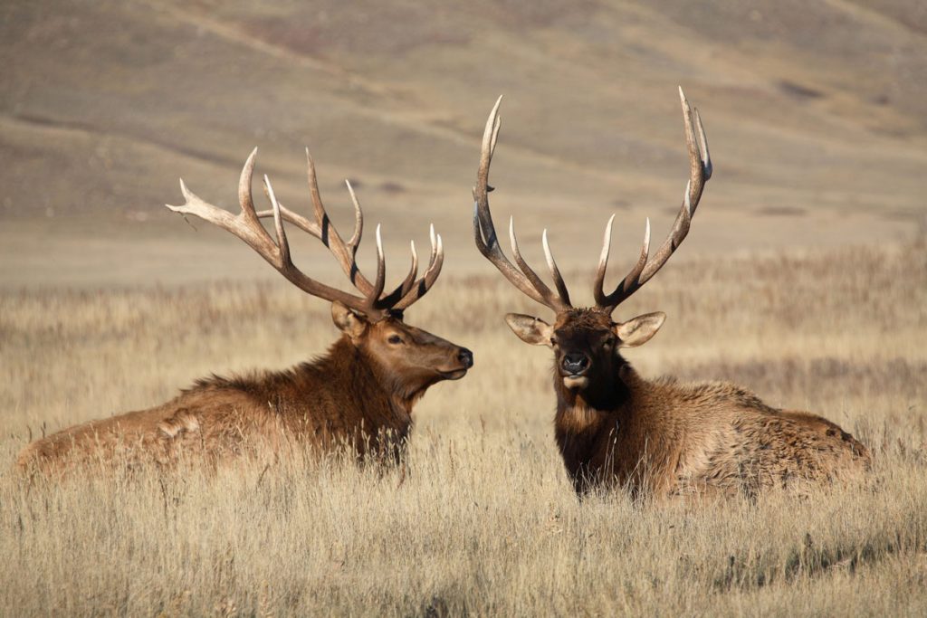 Rock Springs Man Convicted of Poaching Bull Elk and Mountain Lion ...