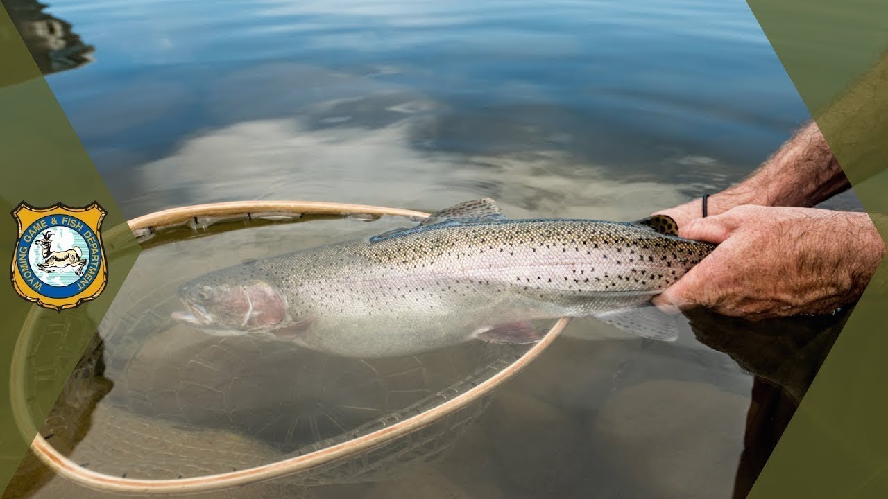 Game and Fish Shows How To Release A Fish Properly - SweetwaterNOW