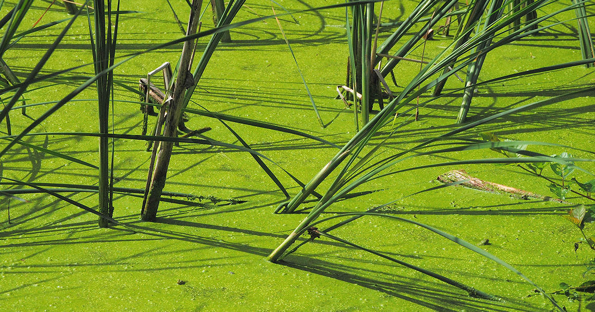 Algae blooms seen in the Flaming Gorge at the Fire Hole Canyon Swim ...