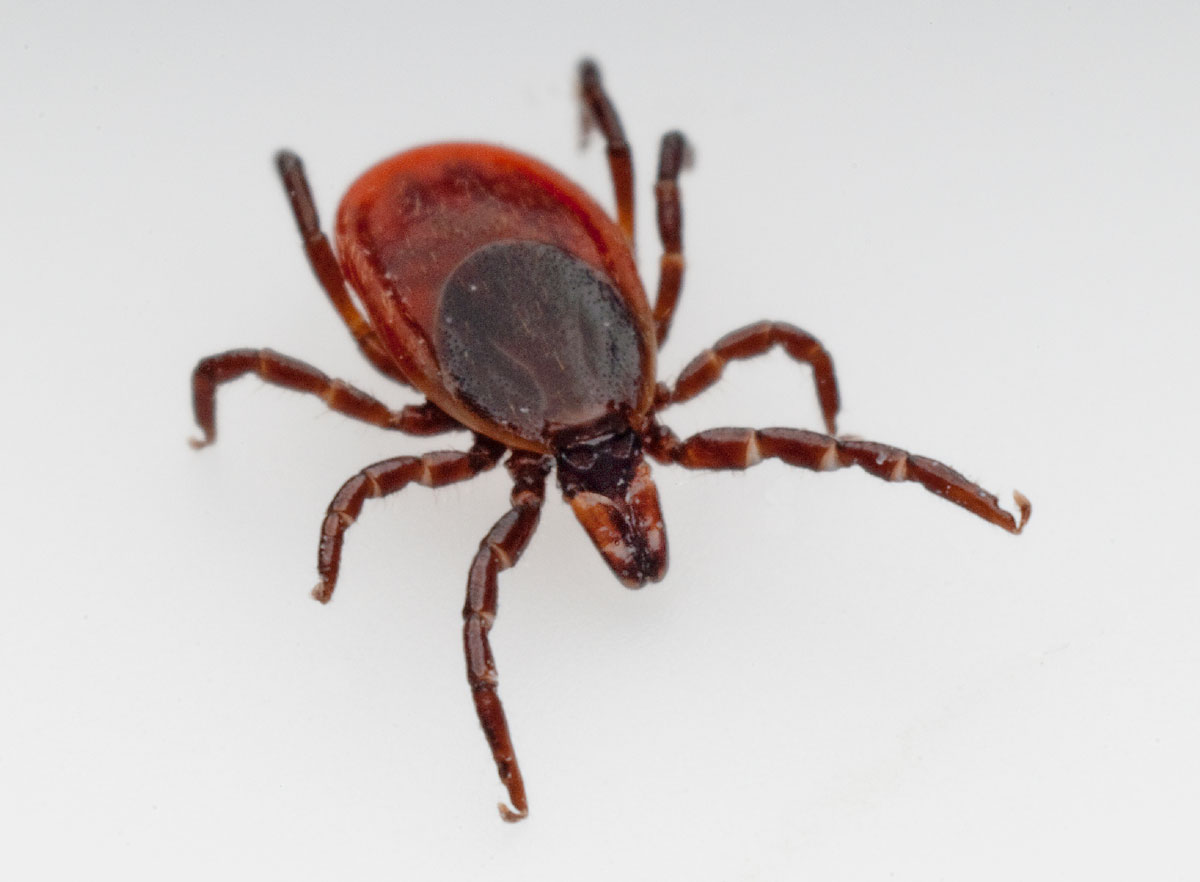 Dangerous Tick Disease Found in Carbon County Squirrel - SweetwaterNOW