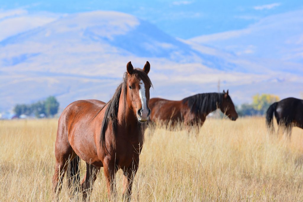 BLM and Lander Wild Horse Ranch Offer Adoption and Free Public Days ...