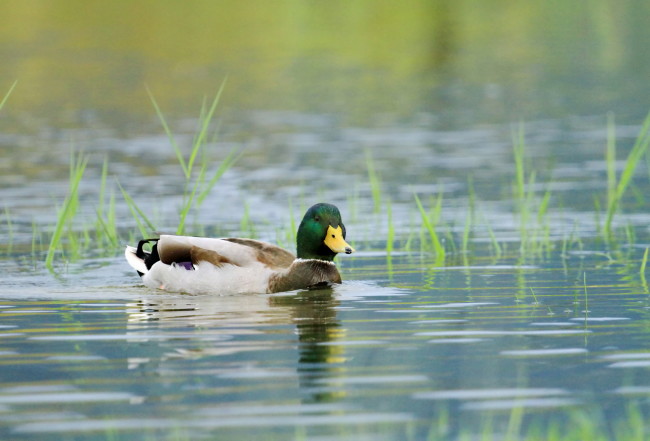 Learn to Identify Waterfowl and See Some Cool Birds - SweetwaterNOW