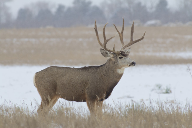 BLM Kemmerer Closes Big Game Winter Ranges - SweetwaterNOW
