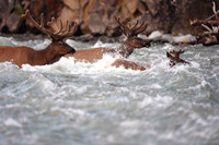 Yellowstone Elk Migration Project Topic of AMK Ranch Talk July 9 ...