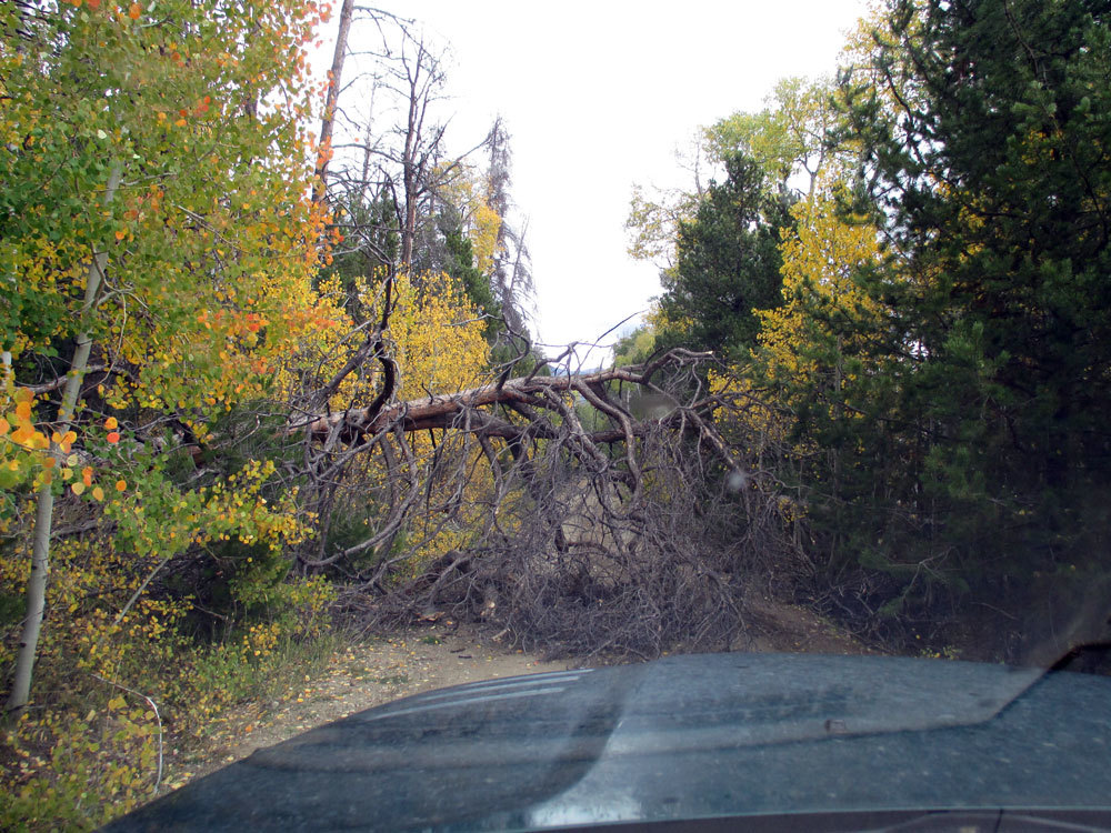 Falling Trees Prompt Caution - SweetwaterNOW