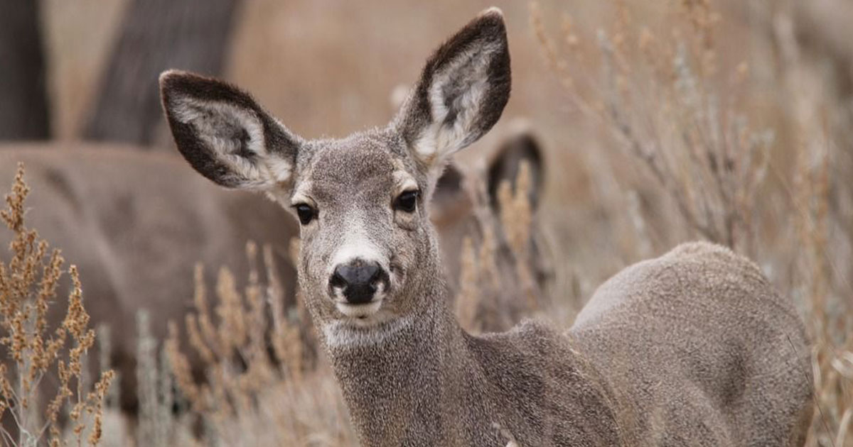 Deer Count Increases Slightly in Green River - SweetwaterNOW