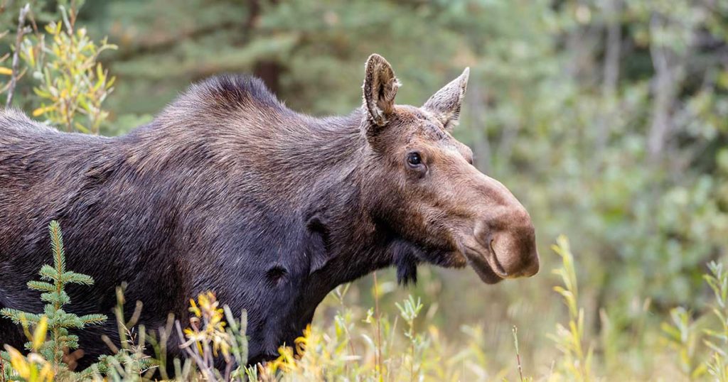 Game And Fish Seeking Tips On Moose Poaching South Of Mountain View ...