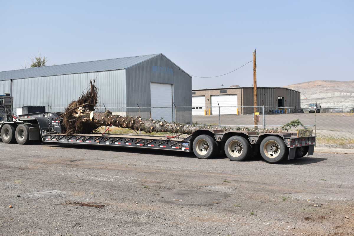 A Silver Lining: Repurposing Fallen Trees for Riverbank Stabilization ...