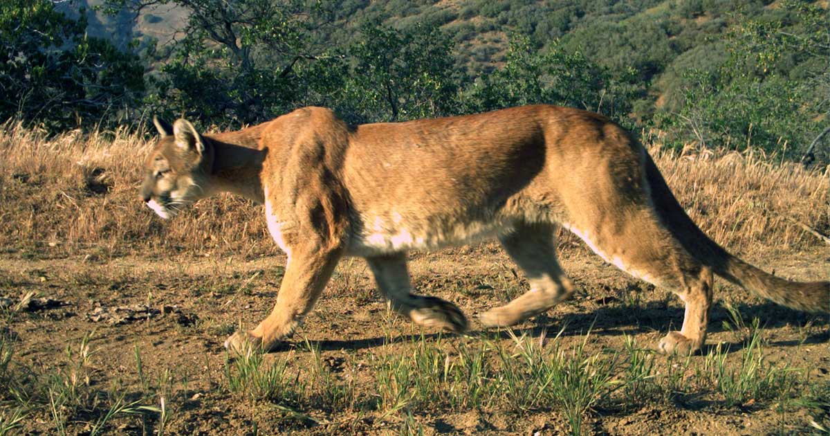 UW Researchers Develop Technology to Identify Animals in Photos ...