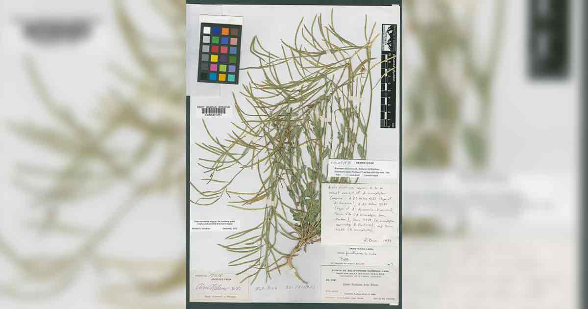 Study Shows Plant Extinction is More Common Than Previously Thought ...