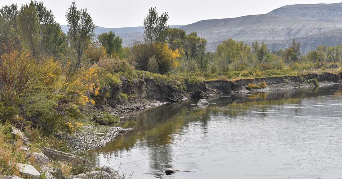A Silver Lining: Repurposing Fallen Trees for Riverbank Stabilization ...