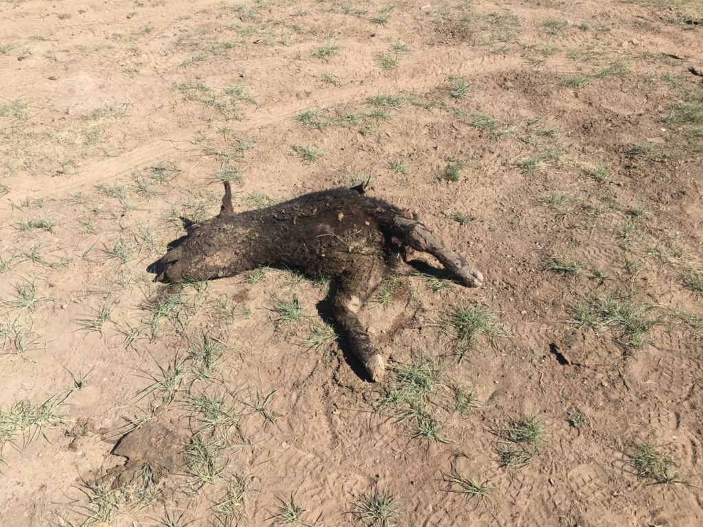 Dead Calf Found in Uinta County May Have Been Pulled Apart by 2 ...