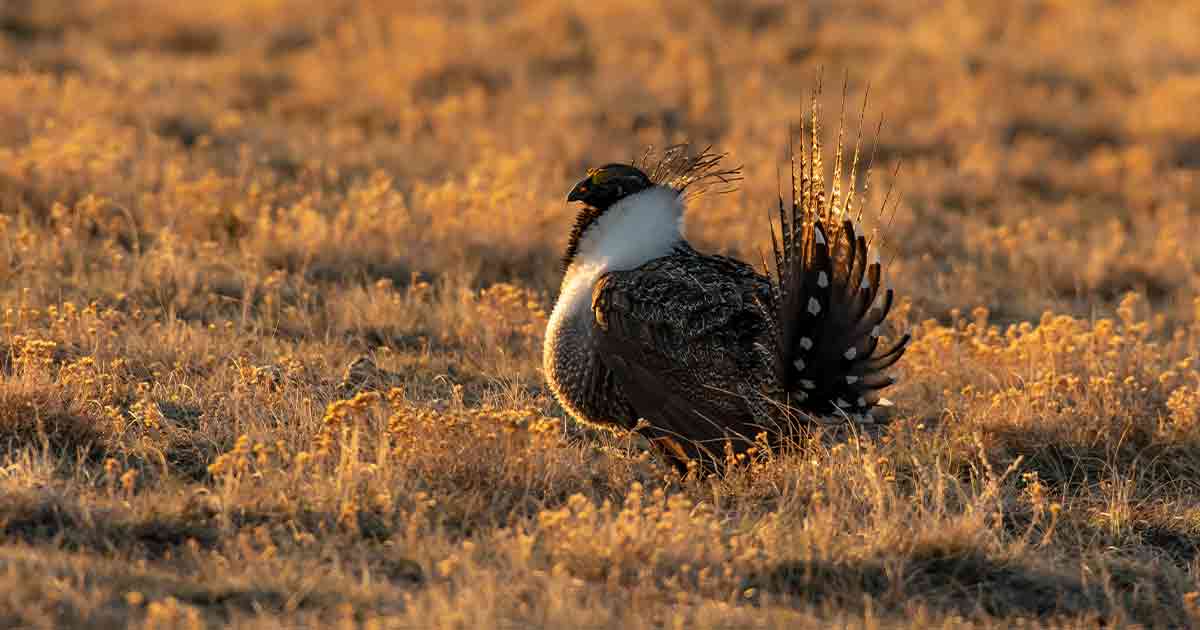 Sage Grouse Studies Find Mixed Results from Hunting Restrictions ...