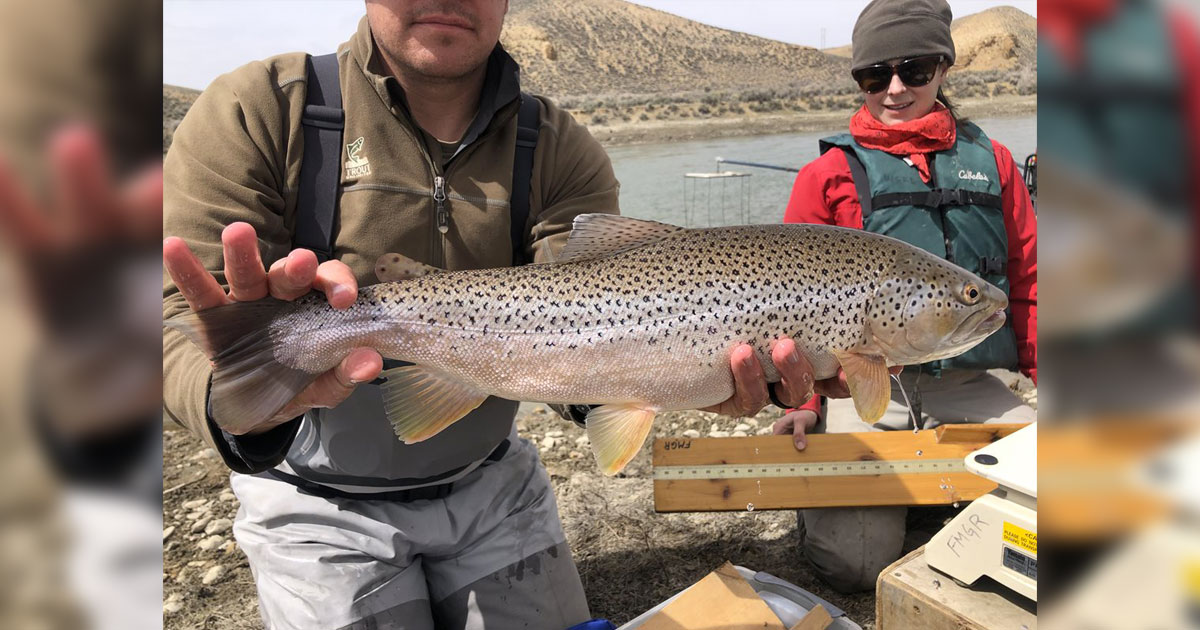 Local Students Study Trout Movement with WGFD, Trout Unlimited ...