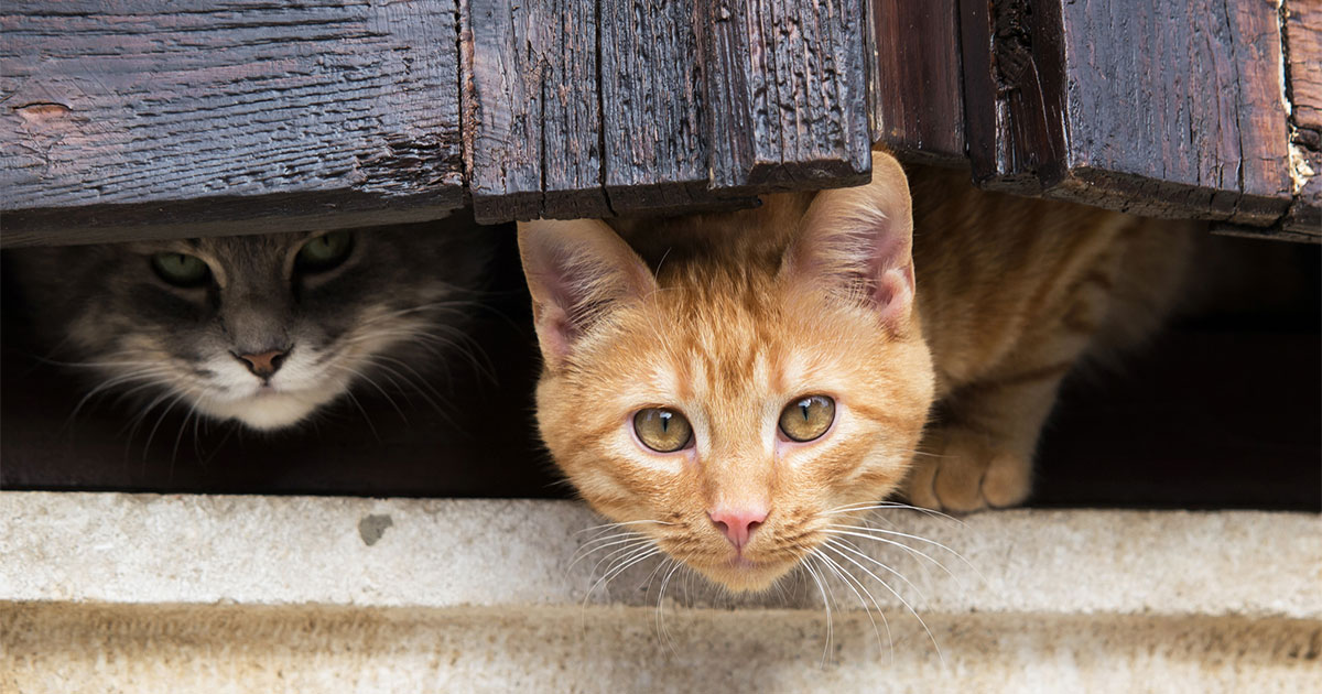 An Ordinance Addressing the City's Community Cat Population Moves ...