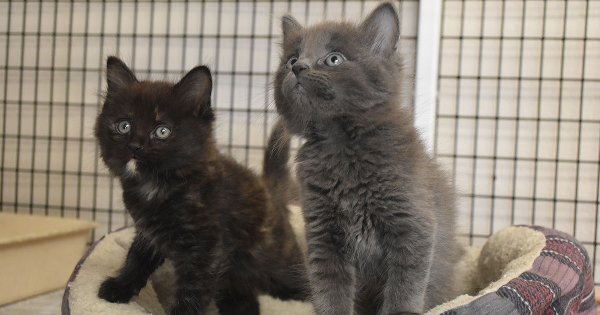 Adorable & Adoptable–Pets of the Week: Chloe, Gilligan, Ginger ...