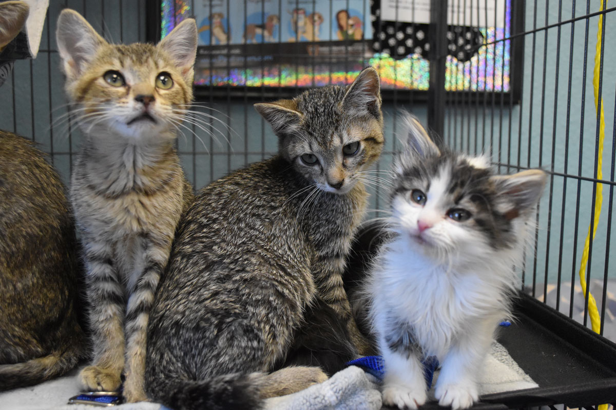Adorable & Adoptable–Pets of the Week: Nova & Kittens - SweetwaterNOW