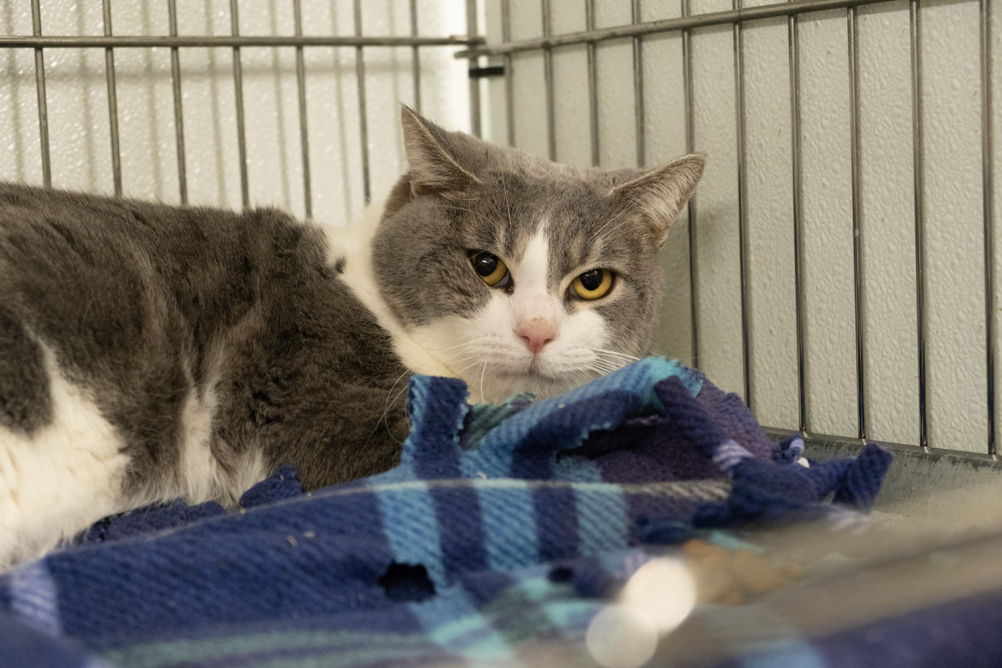 Adorable & Adoptable–Pets of the Week: Holly, Brando, Cleo & Fern ...