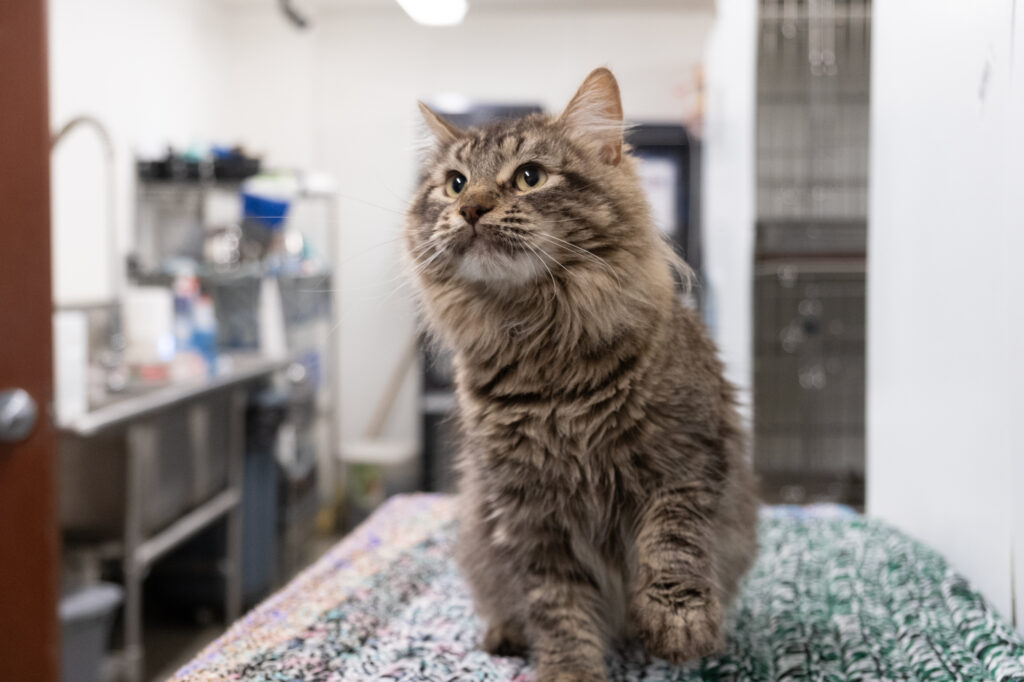 Adorable & Adoptable–Pets of the Week: Holly, Brando, Cleo & Fern ...