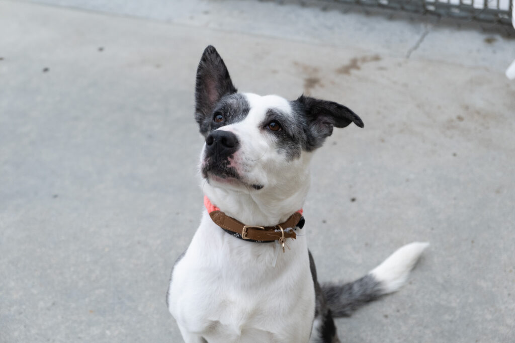 Adorable & Adoptable–Pets of the Week: Holly, Brando, Cleo & Fern ...