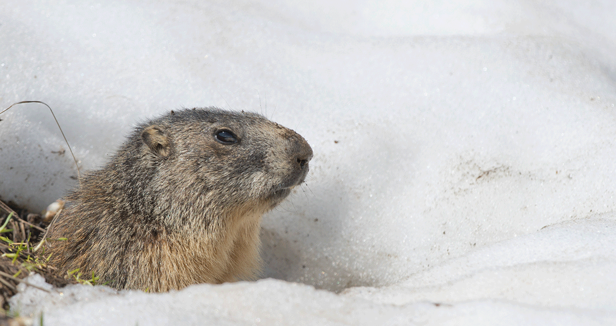 Groundhogs and Prairie Dogs Alike Predict an Early Spring... We'll See ...