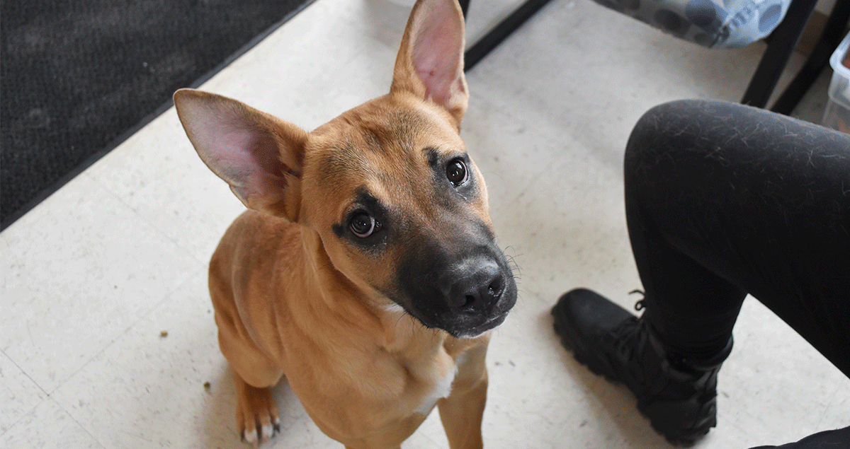 Adorable & Adoptable–Pets of the Week: Sadie, Sam, Lily & Layla ...