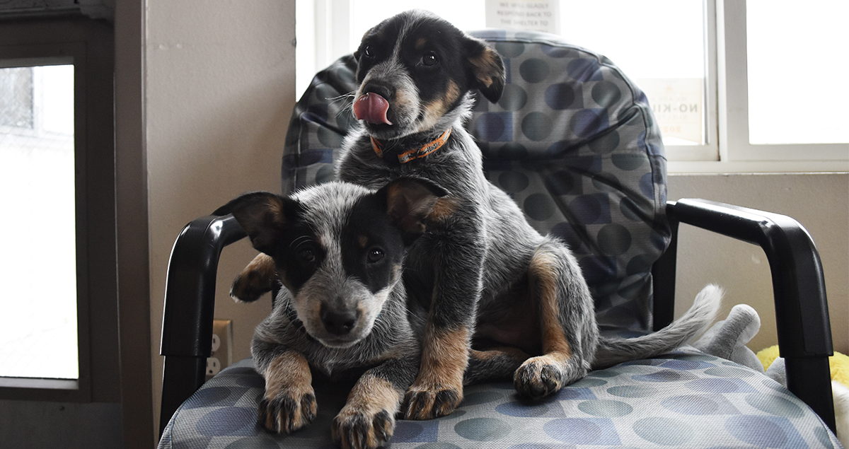 Adorable & Adoptable–Pets of the Week: Sasha, Bandy, Moe & Sheila ...