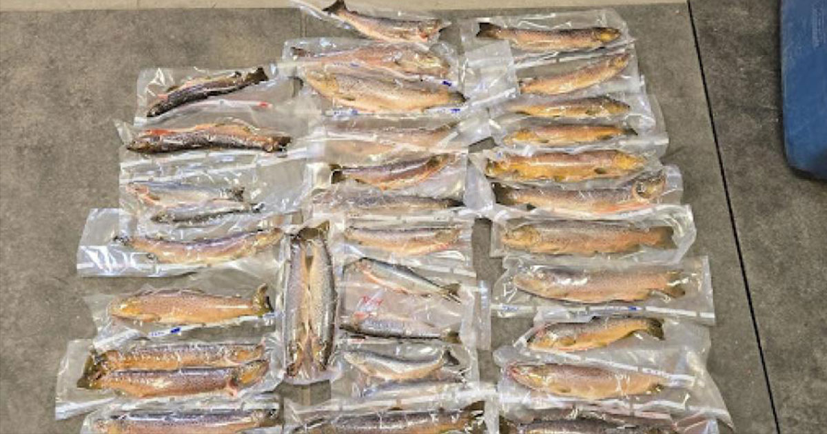 California Men Plead Guilty to Exceeding Trout Limits, Size Restriction ...