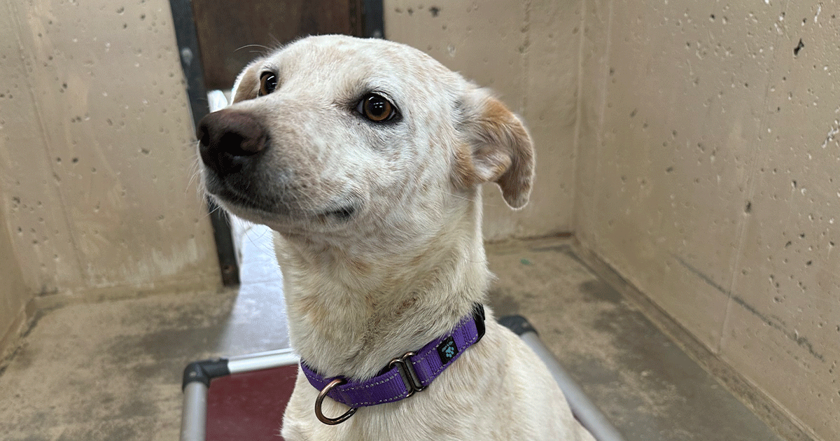 Adorable and Adoptable: Pets of the Week! - SweetwaterNOW